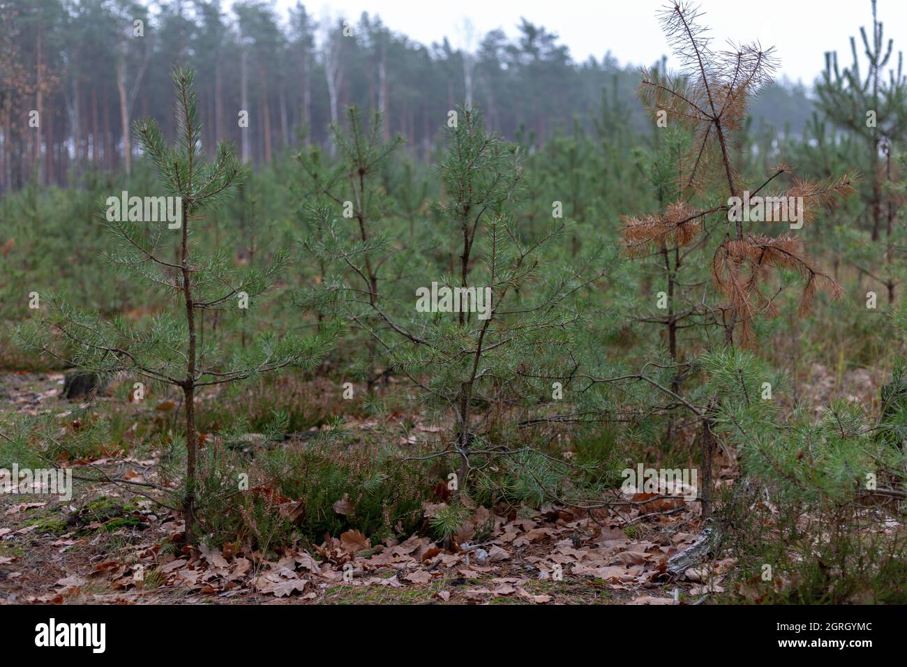 A treesa hi-res stock photography and images - Alamy