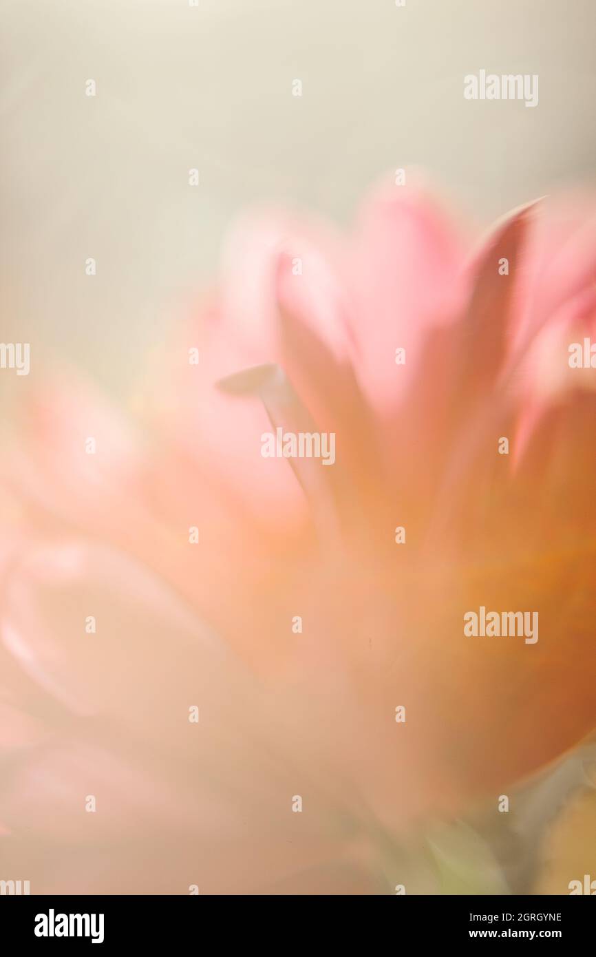 Warm floral backdrop hi-res stock photography and images - Alamy