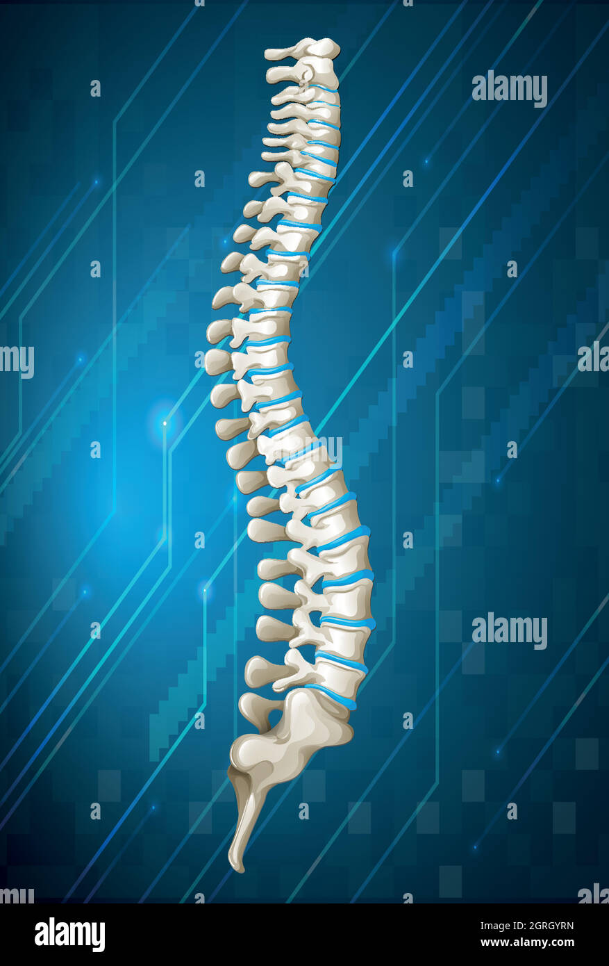 Human spine diagram on blue Stock Vector Image & Art - Alamy