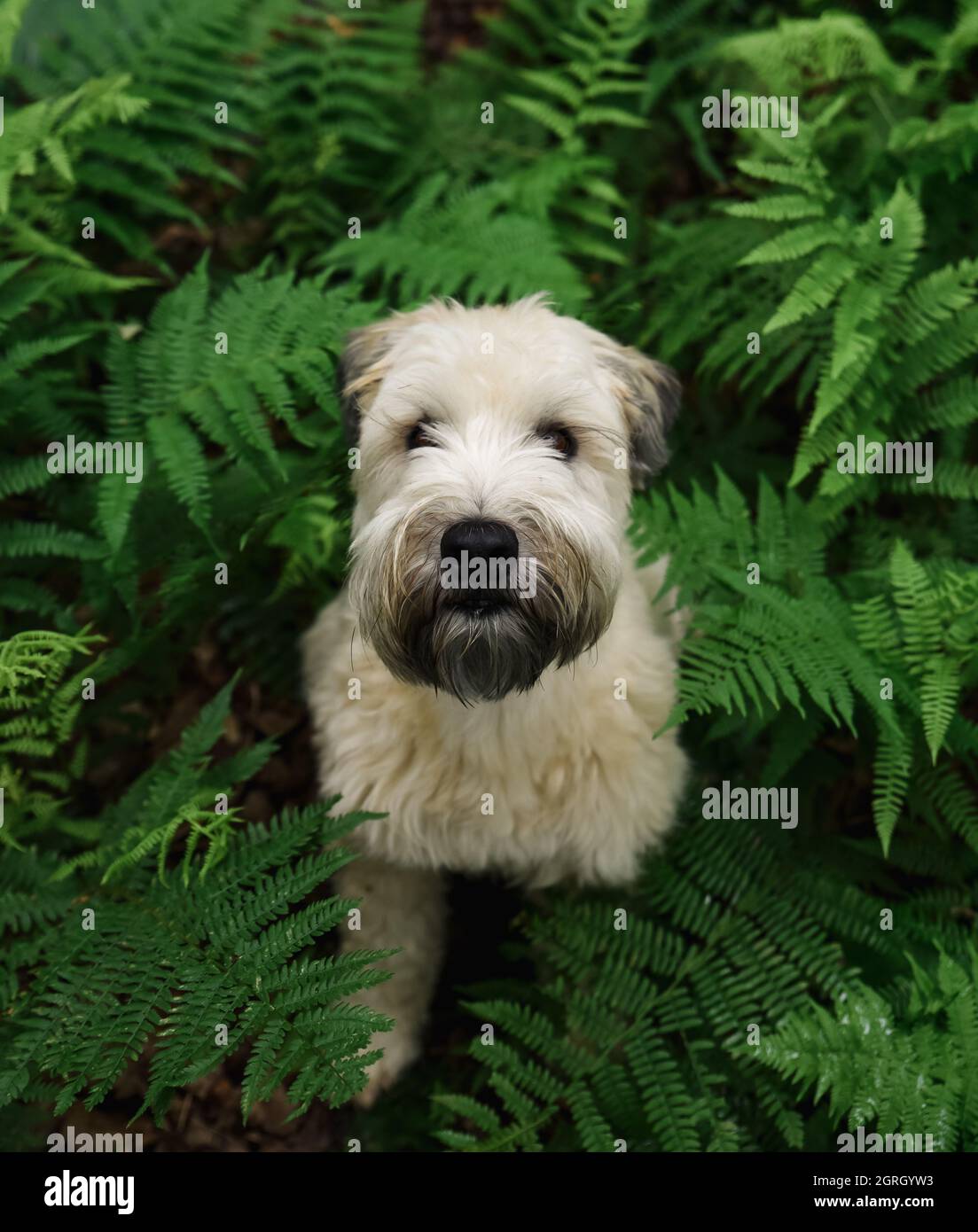 Close up of wheaten terrier dog surrounded by green fern leaves Stock ...