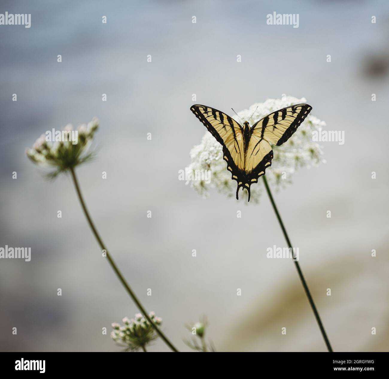 Close up of swallowtail butterfly on a queen anne's lace flower Stock ...