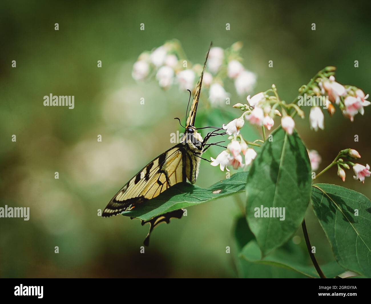 Close up of swallowtail butterfly getting nectar from a flower Stock ...