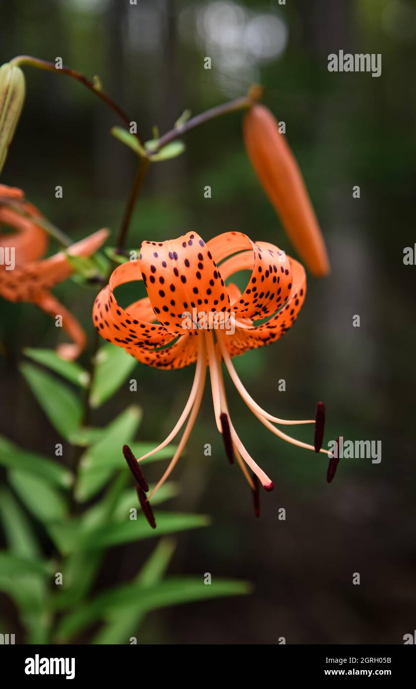 Orange lily black spots tiger hi-res stock photography and images - Alamy