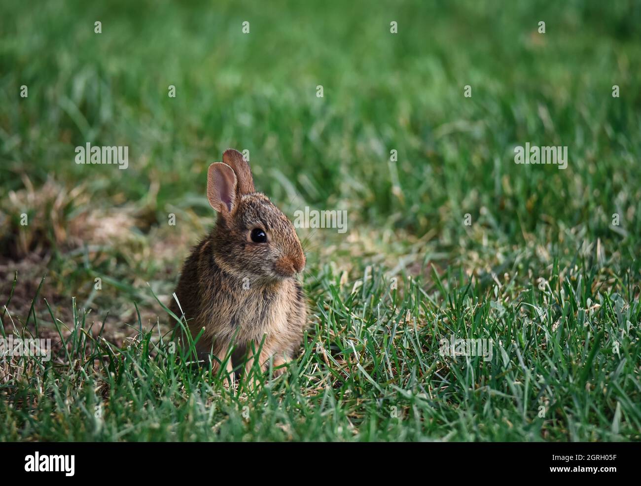 Small brown rabbit sitting alone in a grassy area Stock Photo - Alamy