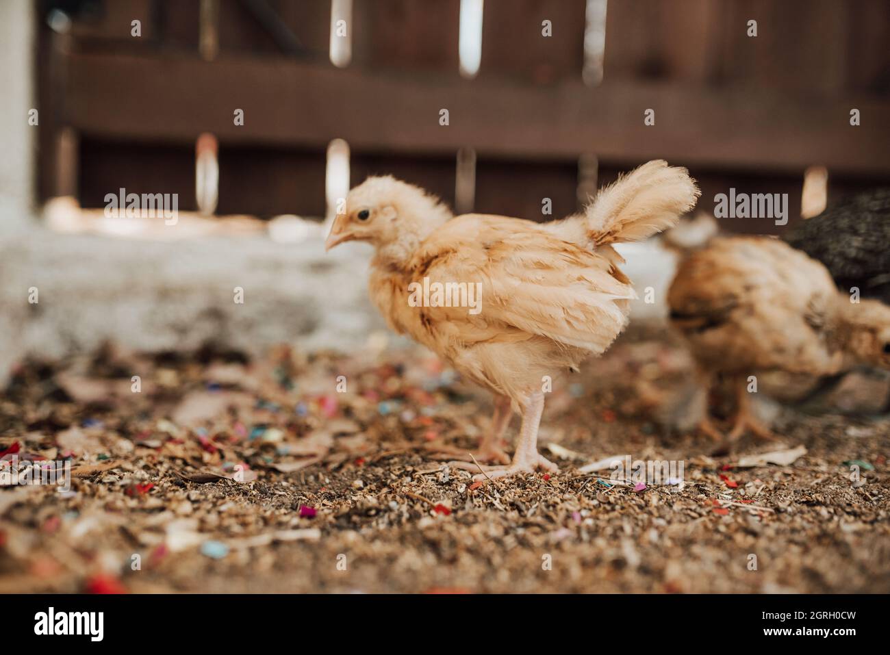 New feathers hi-res stock photography and images - Alamy