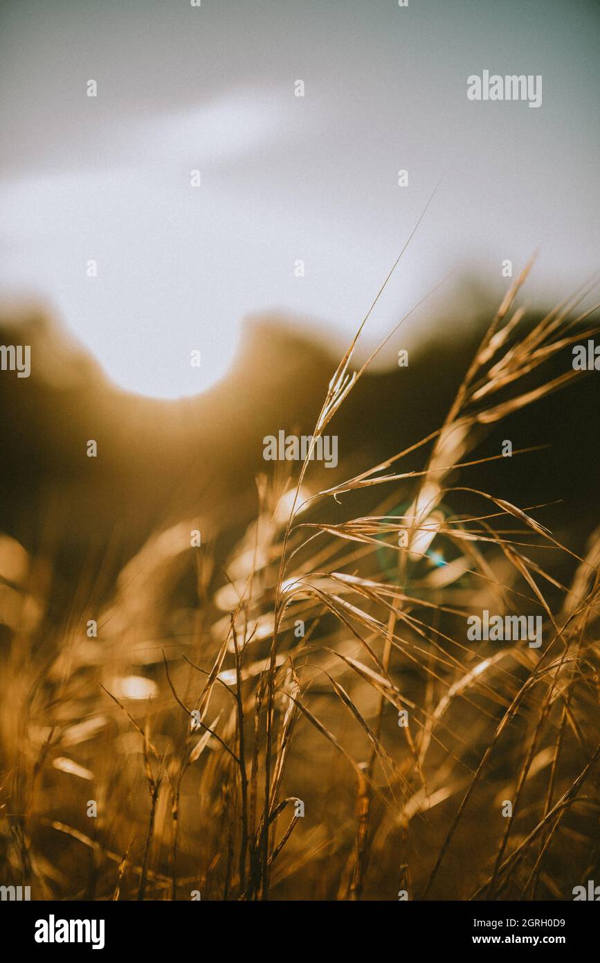 the beauty of golden hour Stock Photo - Alamy