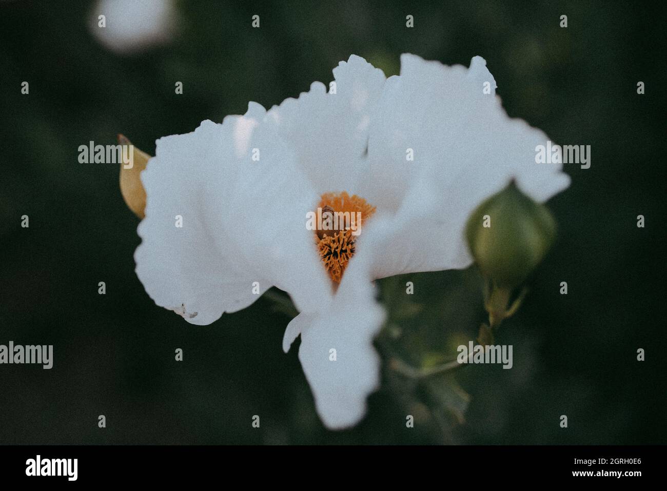 Soft color palette hi-res stock photography and images - Alamy