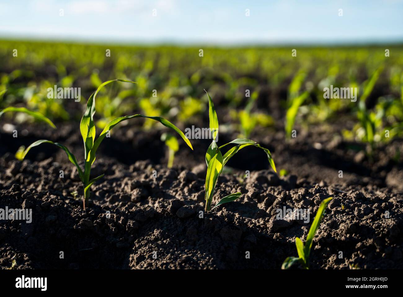 Rows of corn sprouts beginning to grow. Young corn seedlings growing in ...