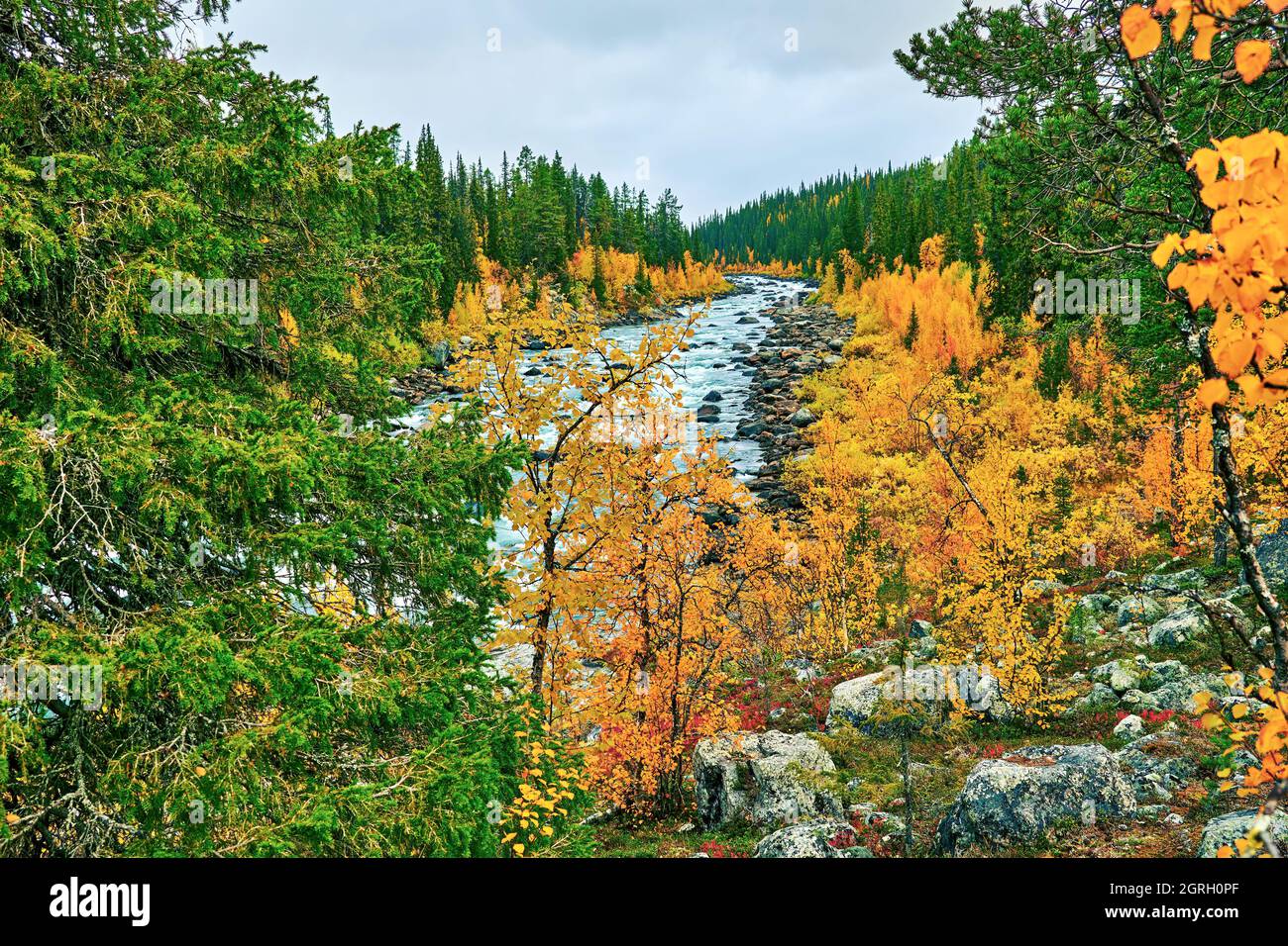 Rushing river in northern Sweden that flows through autumn-colored ...