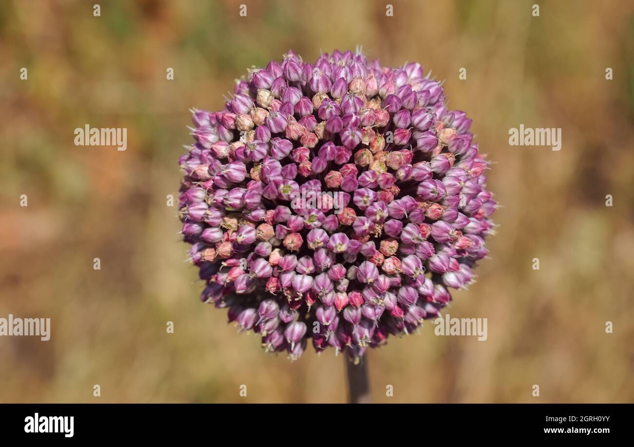 Closeup of pink blooming leek Stock Photo - Alamy