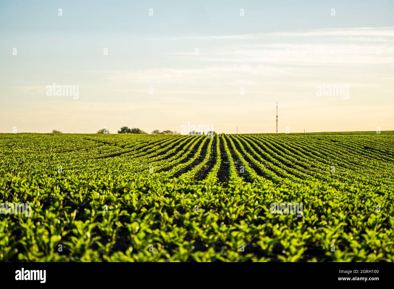 Straight rows of sugar beets growing in a soil in perspective on an ...