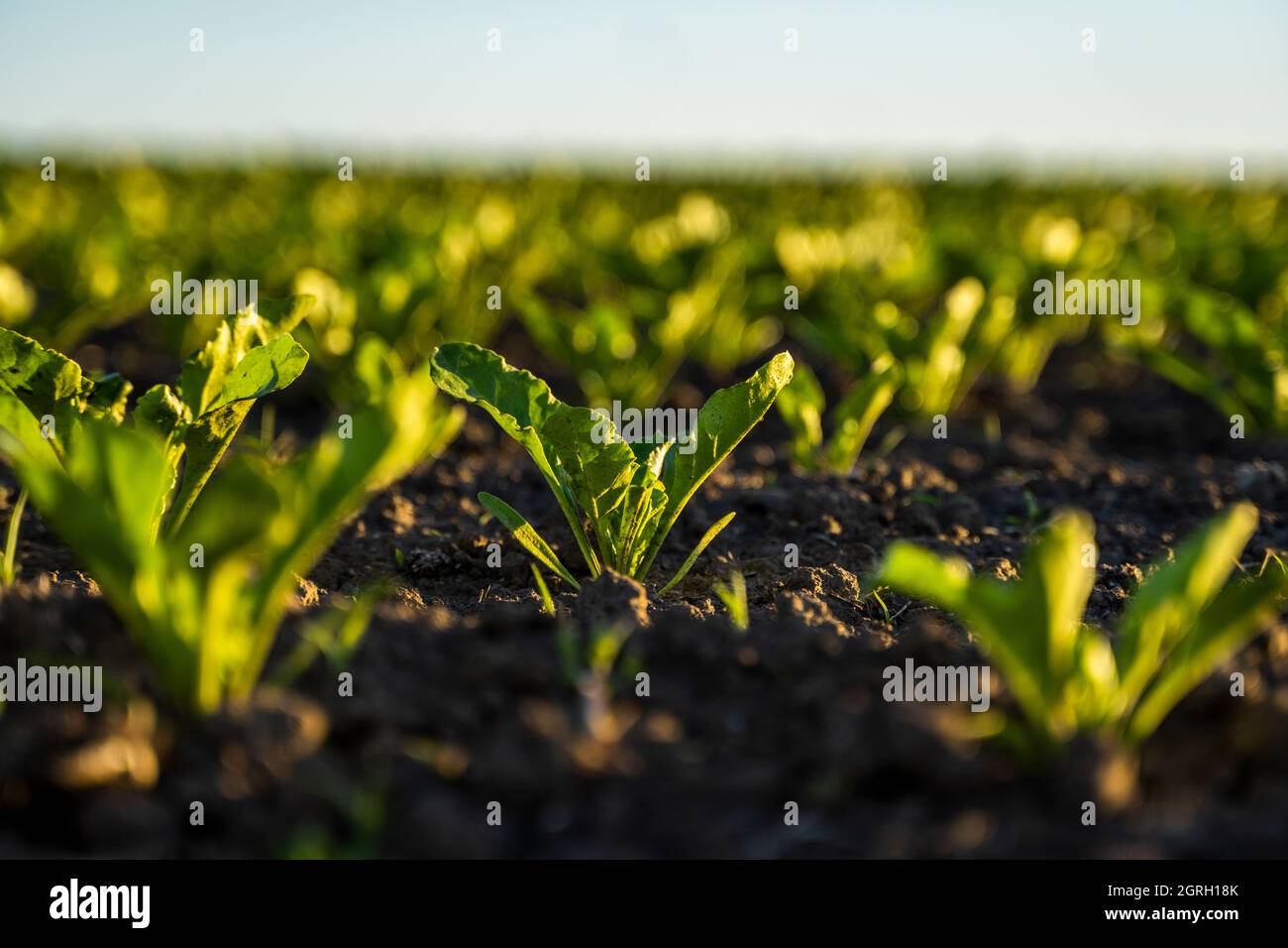 Straight rows of sugar beets growing in a soil in perspective on an ...