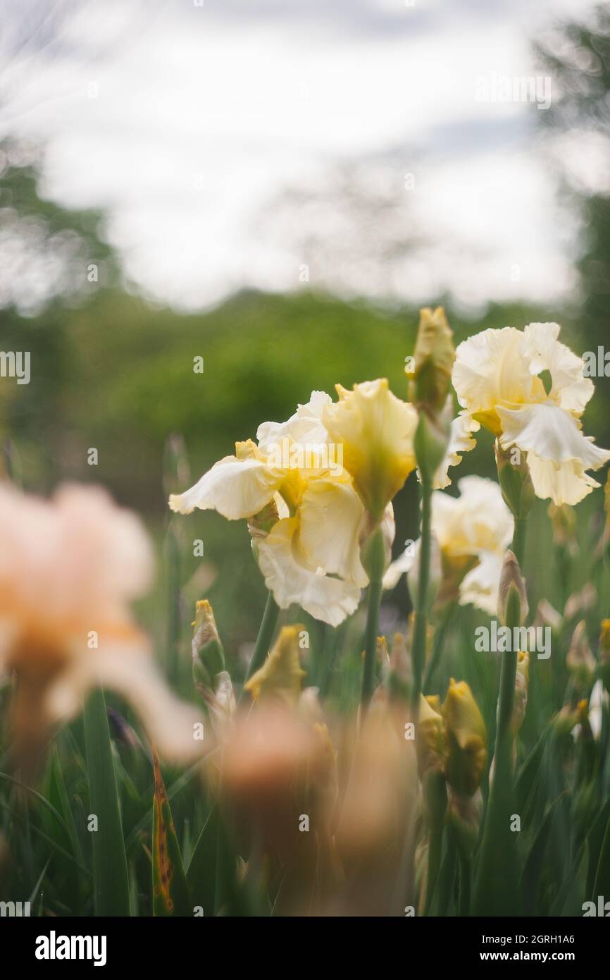 Iris Flowers Growing in a Spring Garden Stock Photo - Alamy