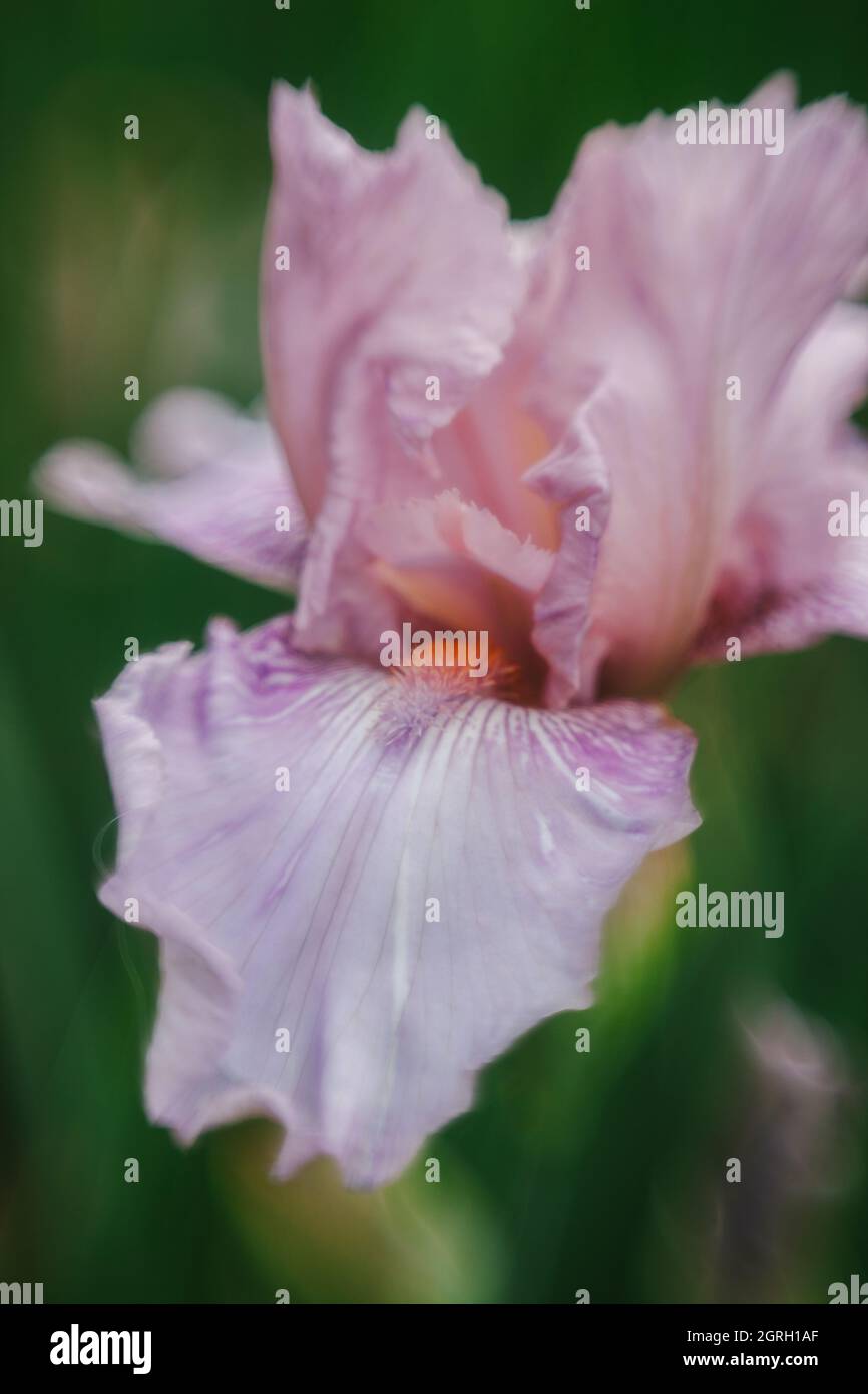 Iris Flowers Growing in a Spring Garden Stock Photo - Alamy
