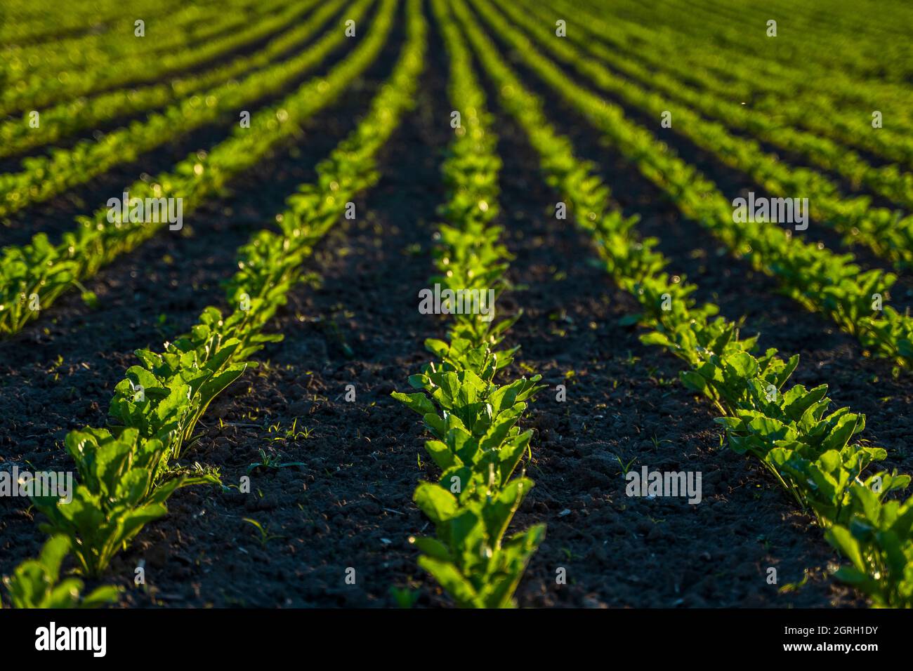 Straight rows of sugar beets growing in a soil in perspective on an ...