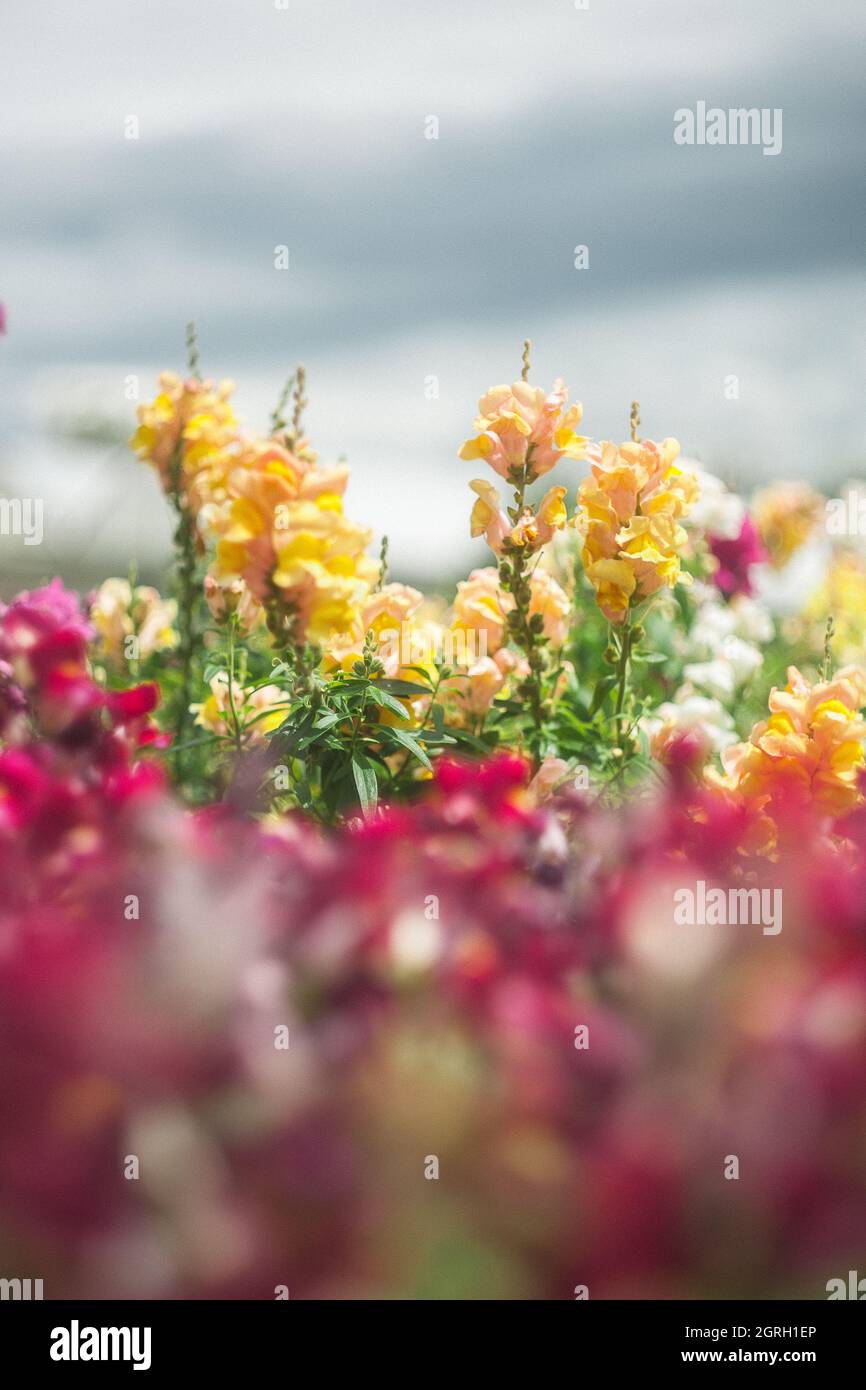 Abstract Field of Flowers with a Blured Background Stock Photo - Alamy