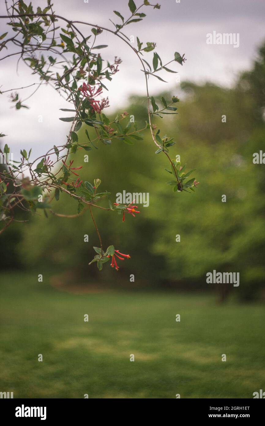 Red Trumpet Vine Flowrs fall over a blured background of a field Stock ...