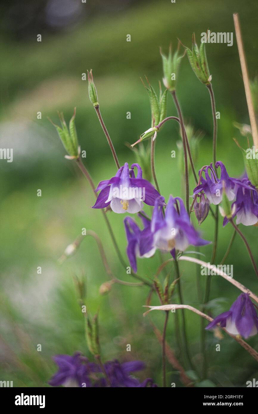Purple Columbine Flowers Grow in a Field Stock Photo - Alamy