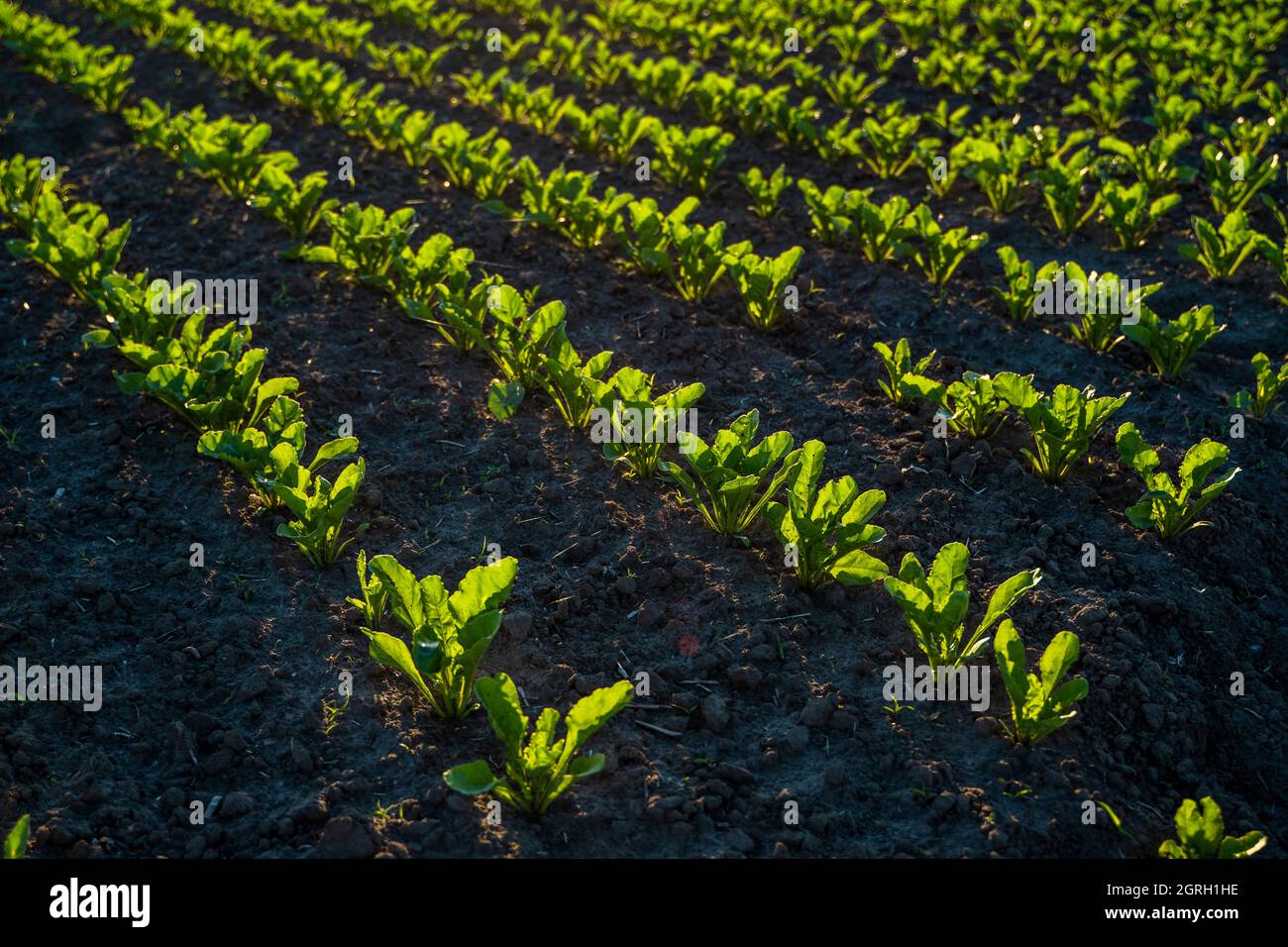 Sugarbeet root hi-res stock photography and images - Alamy