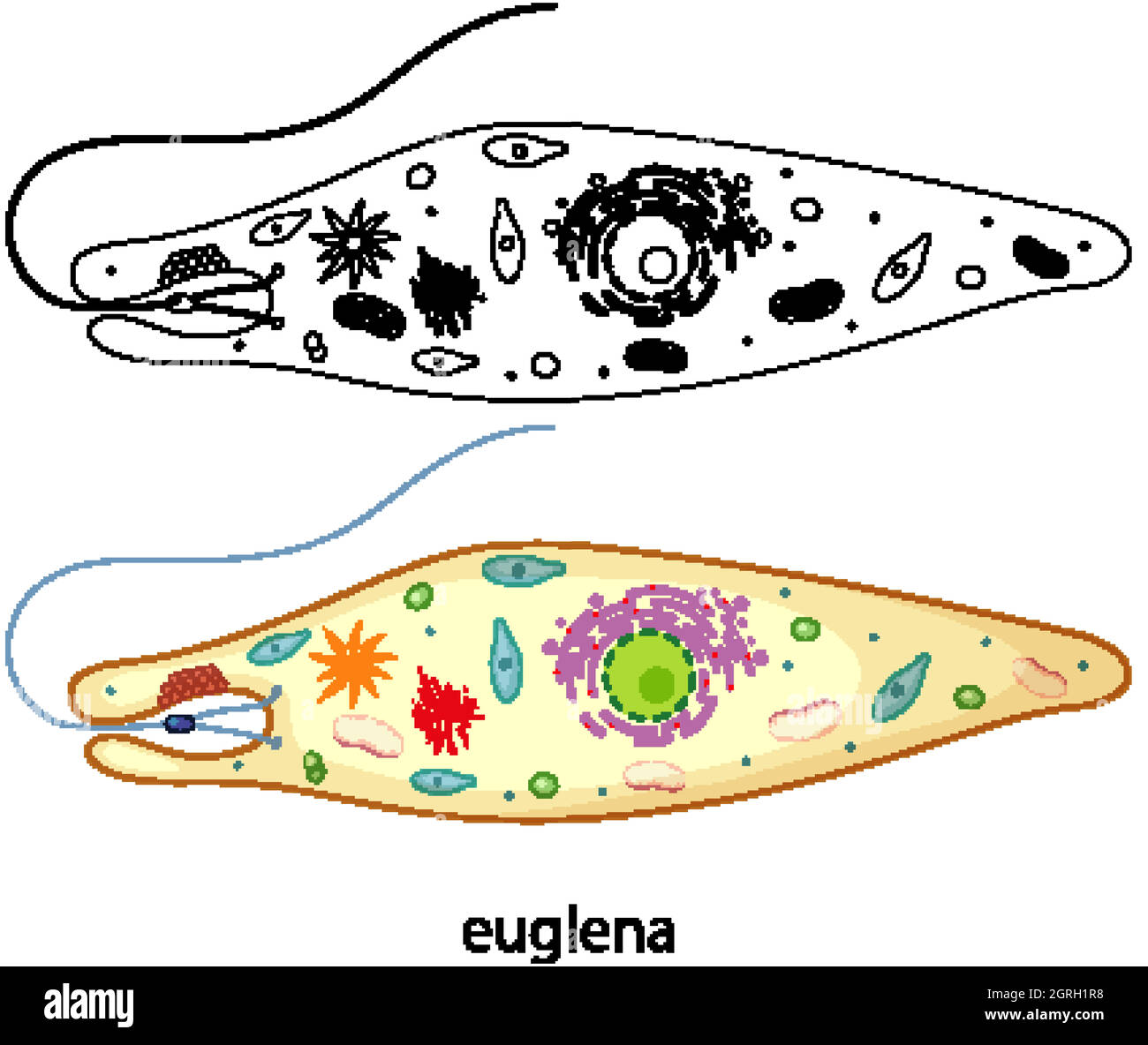 Introduction To Euglena