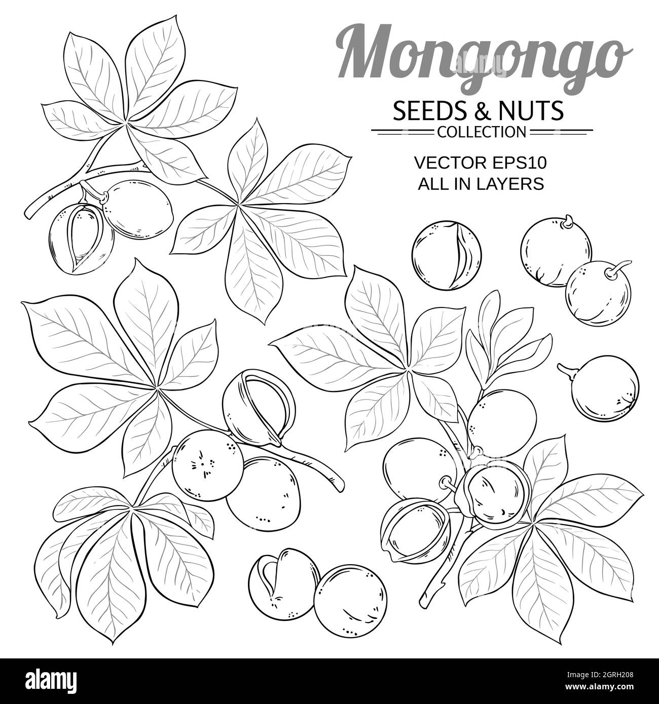 mongongo vector set on white background Stock Vector Image & Art - Alamy