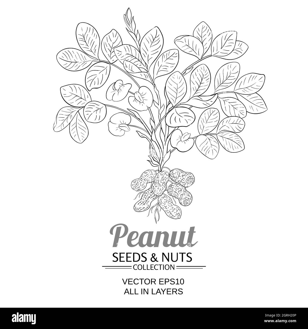 peanut vector illustration on white background Stock Vector Image & Art ...