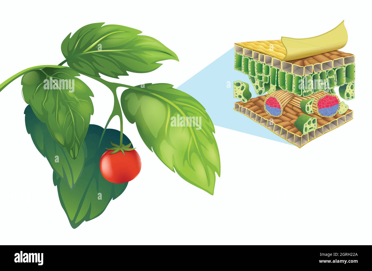 Leaf stoma Cut Out Stock Images & Pictures - Alamy