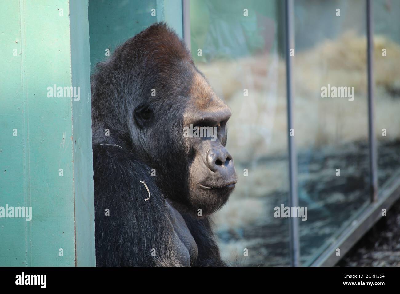 Gorilla in the zoo Stock Photo - Alamy