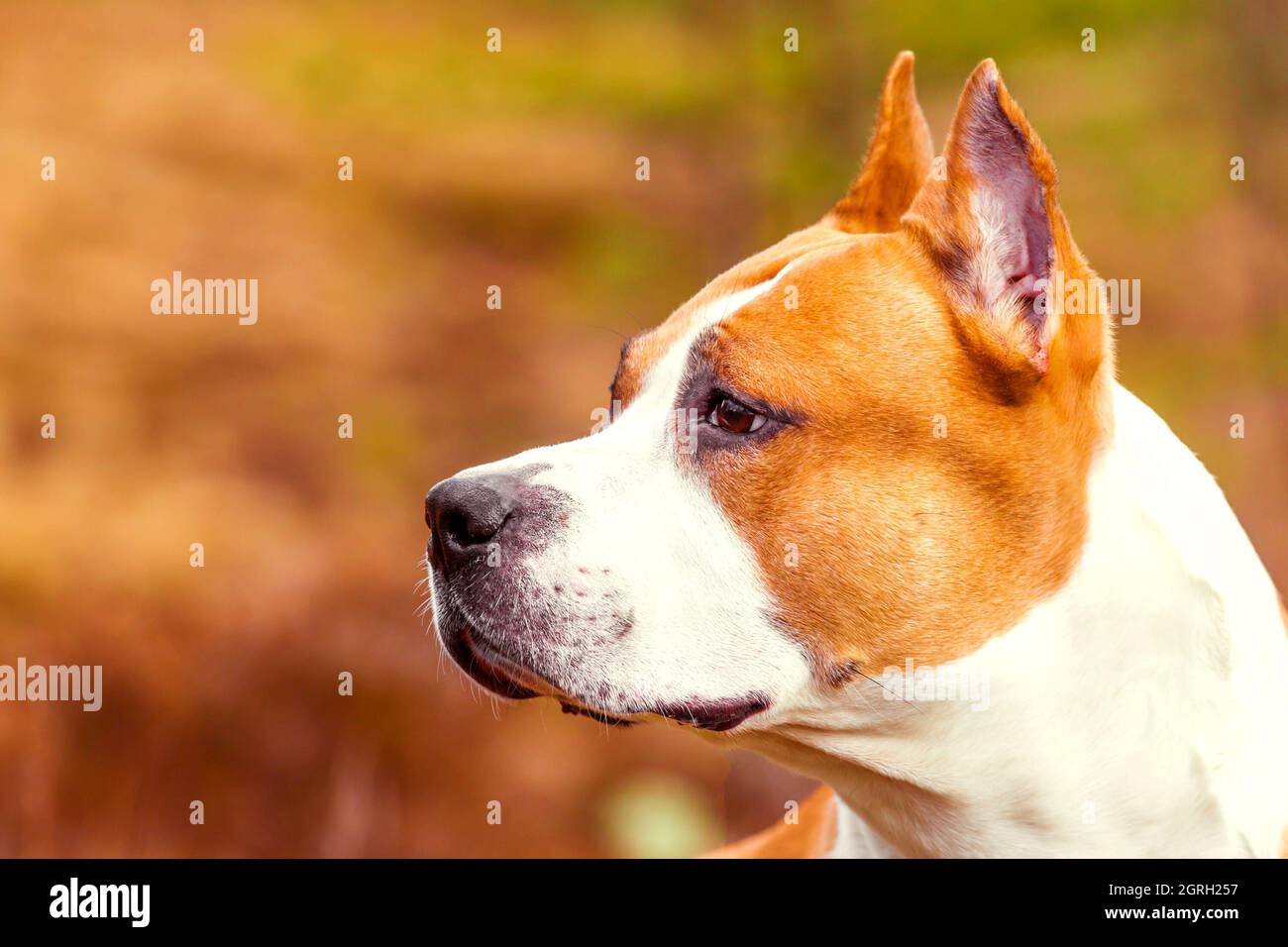 dog american staffordshire terrier in nature in the forest. High ...