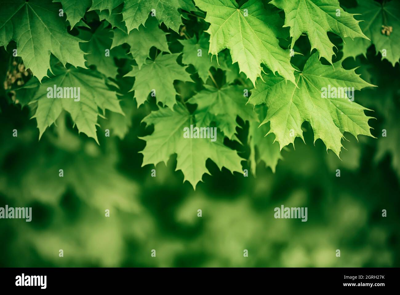 Maple leaves background Stock Photo - Alamy