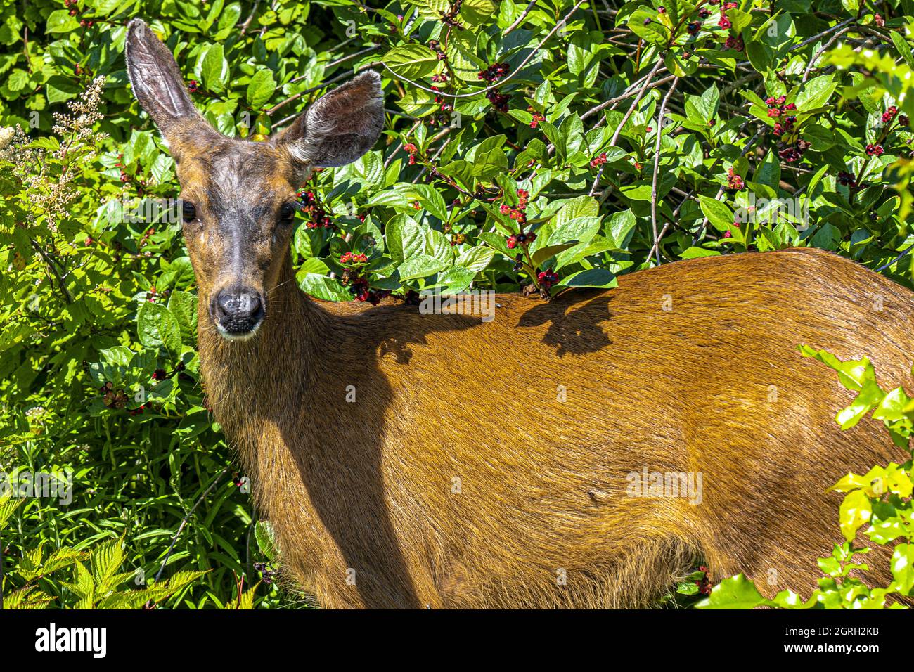 Deer between the trees Stock Photo - Alamy