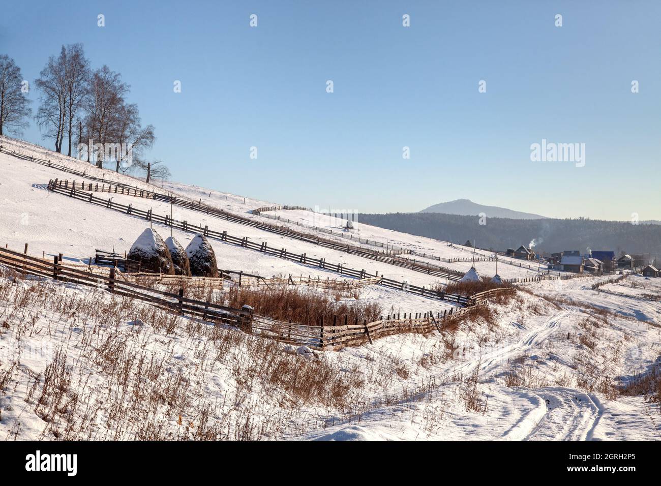 Winter landscape with haystacks on the hillside, fences and rare trees ...