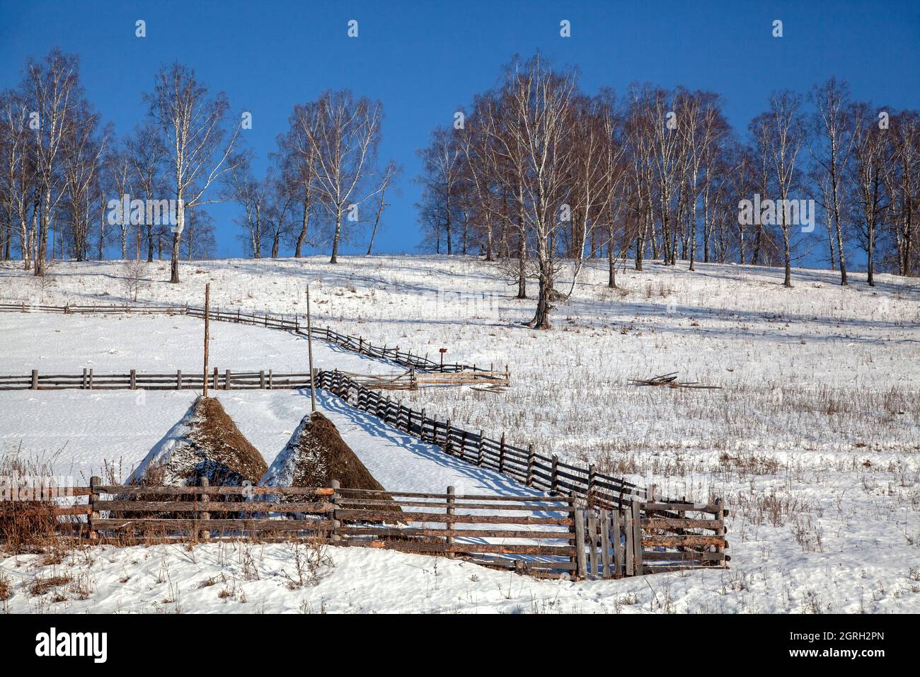 Winter landscape with haystacks on the hillside, fences and rare trees ...