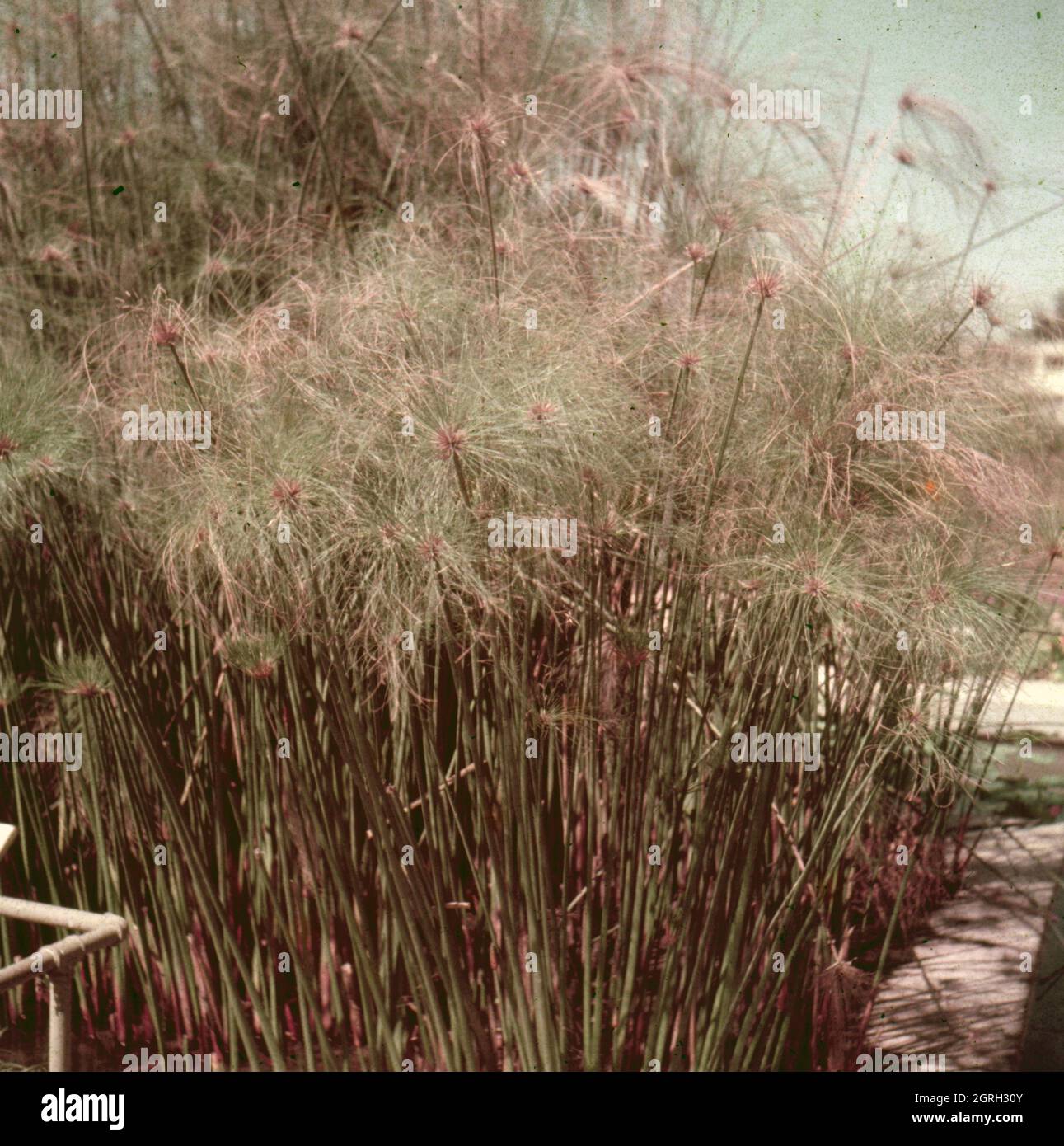 Papyrus bloom hi-res stock photography and images - Alamy