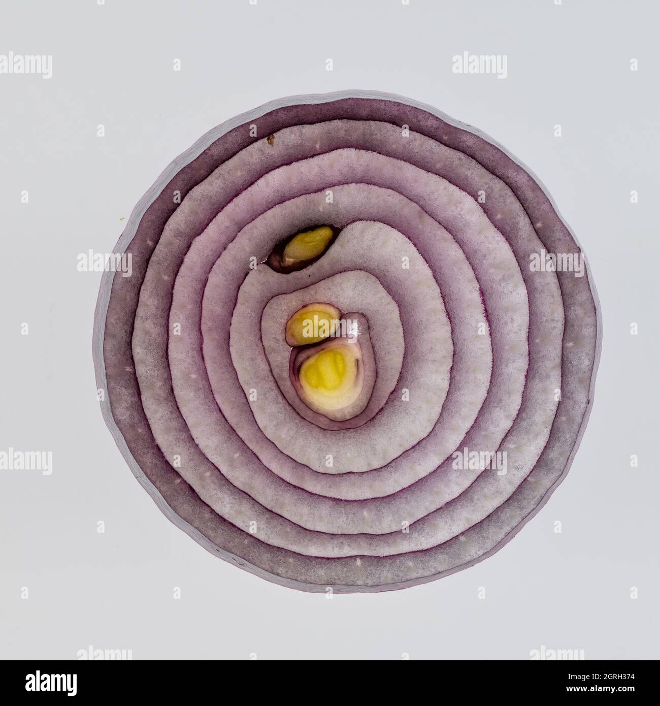 A section of a purple onion on white background, isolated Stock Photo ...