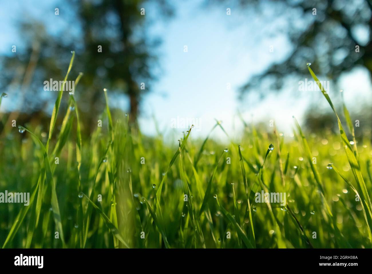 Spring season sunny morning in the garden, lawn with drops of water dew ...