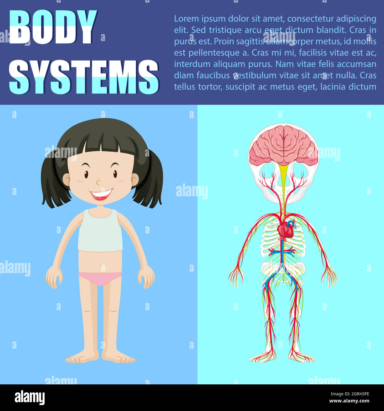 Body diagram illustration hi-res stock photography and images - Alamy