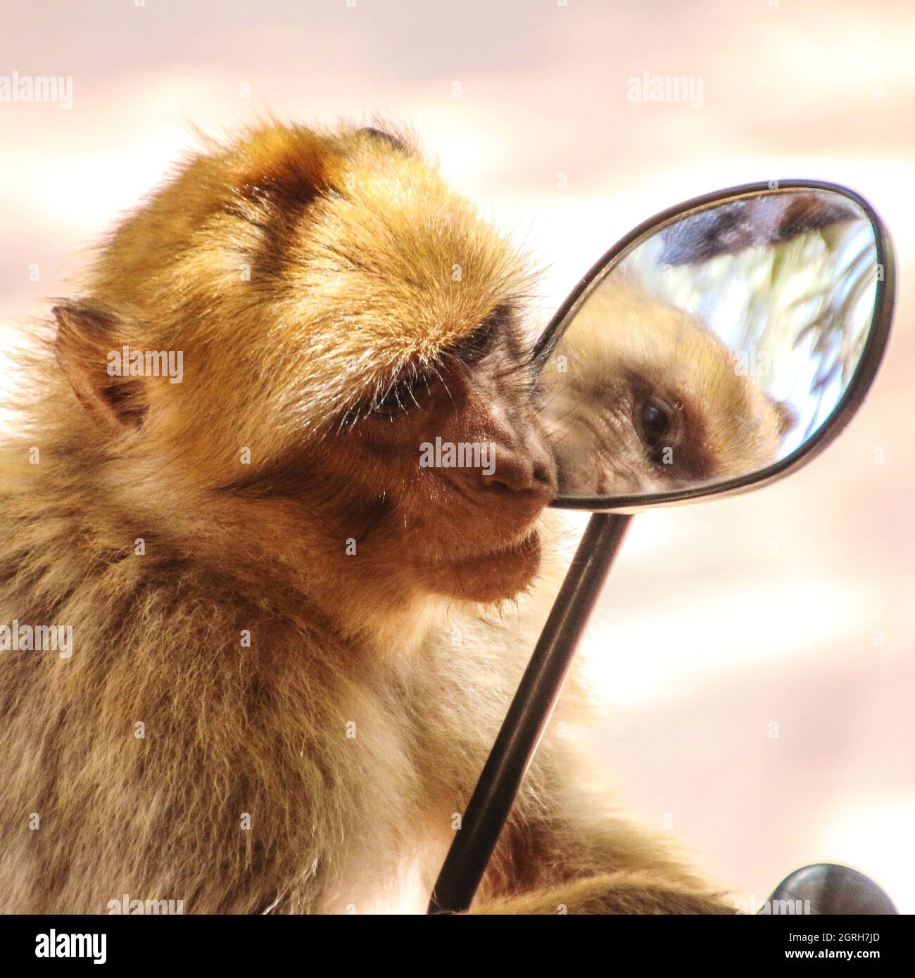 Monkey looking at mirror hi-res stock photography and images - Alamy