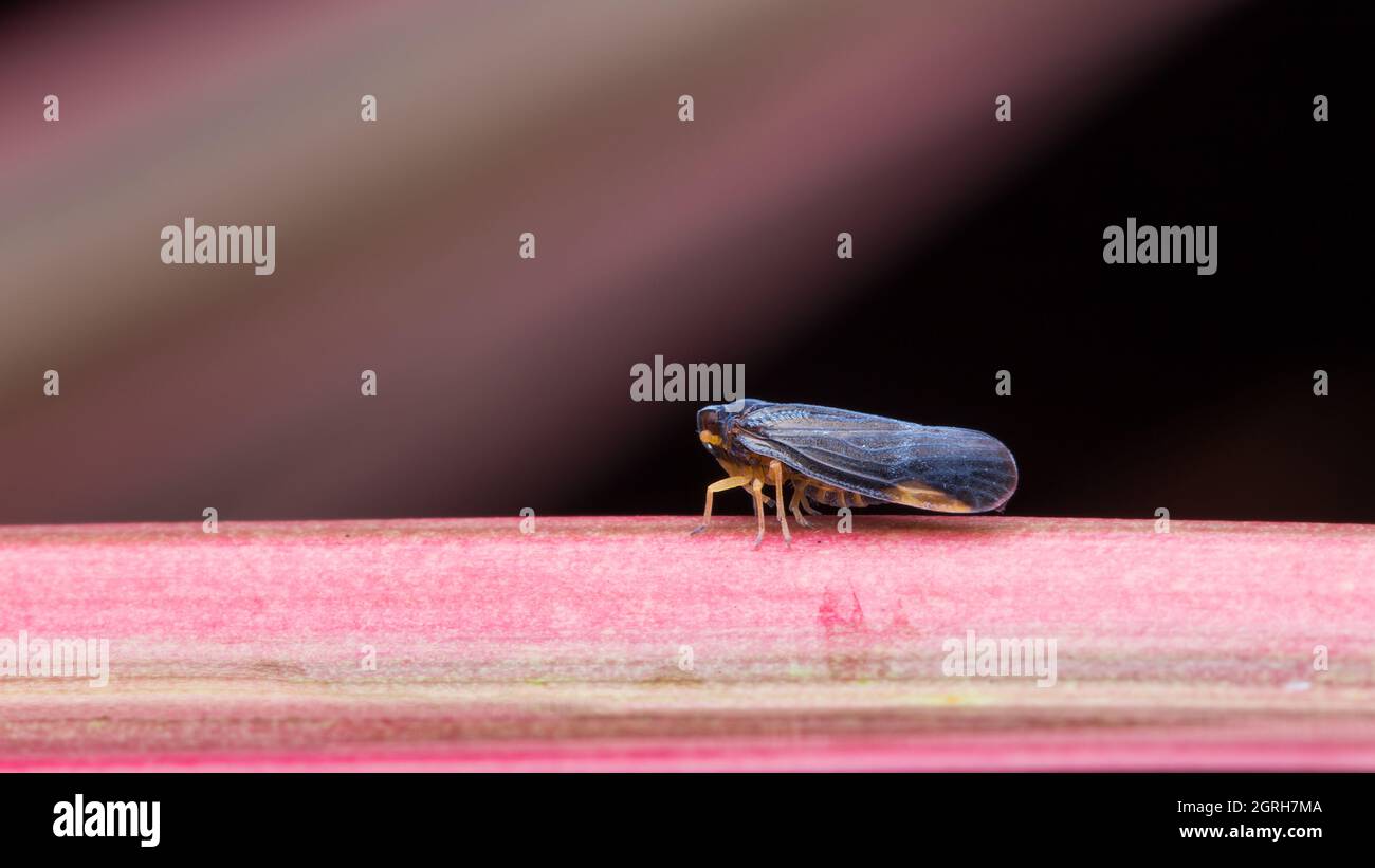 Close up view of planthopper hi-res stock photography and images - Alamy