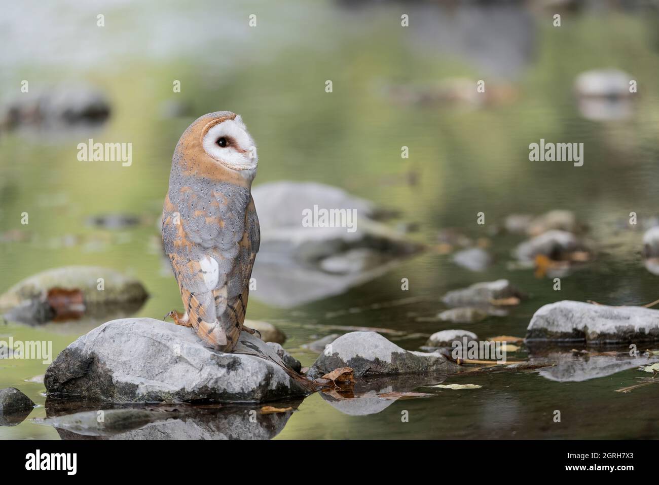 Isolated Barn owl on river bed (Tyto alba Stock Photo - Alamy