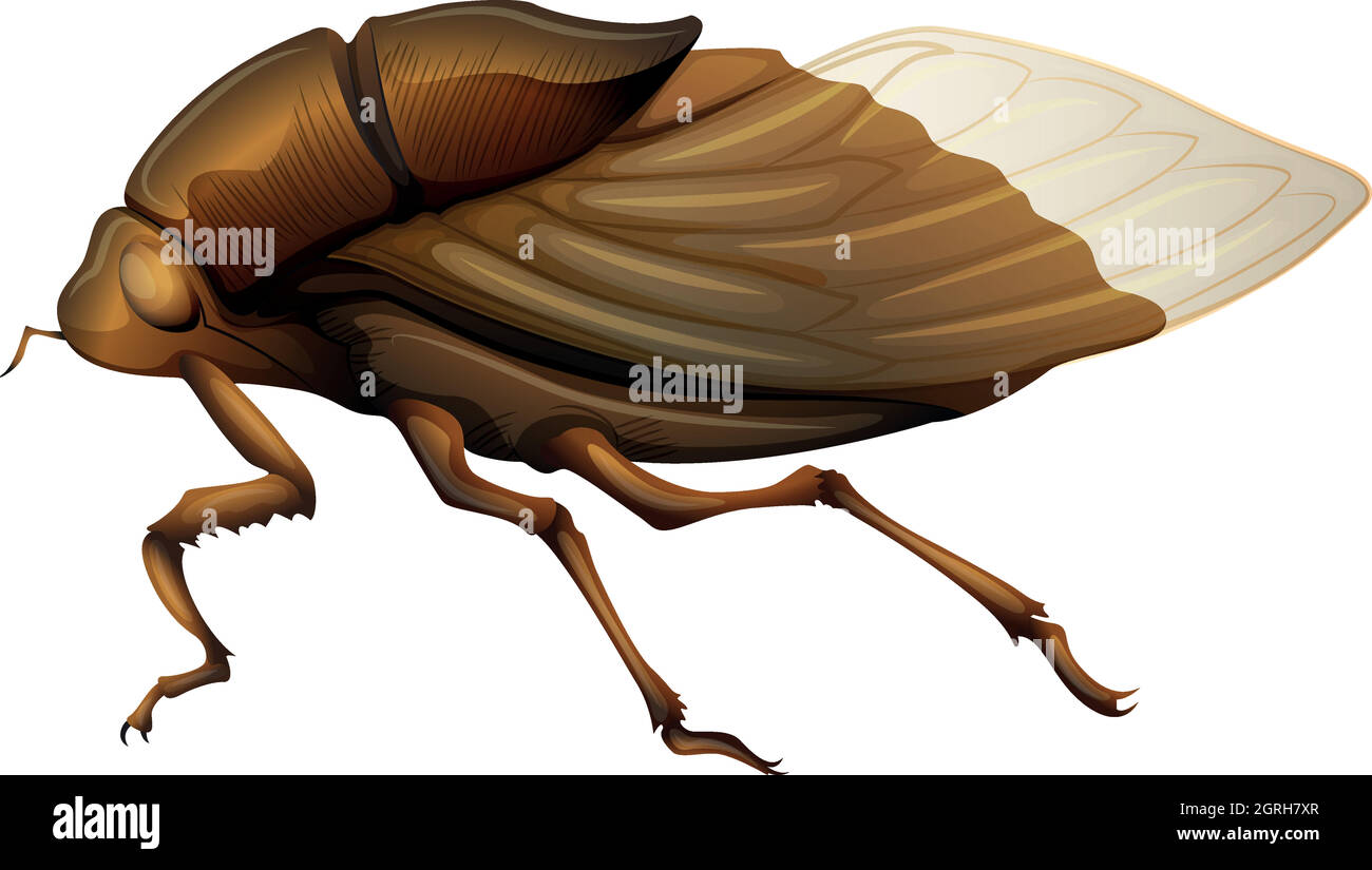 Noisy insects Stock Vector Images - Alamy