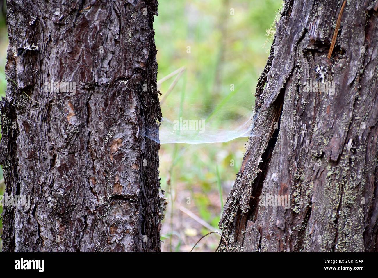 Spider web between trees hi-res stock photography and images - Alamy