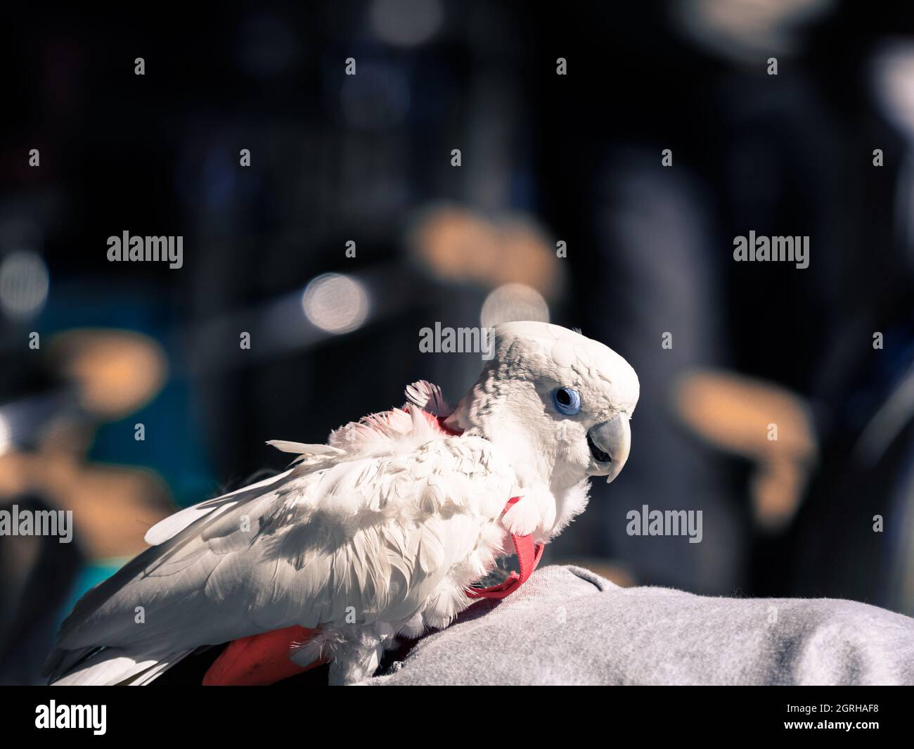 Scruffy looking bird hi-res stock photography and images - Alamy