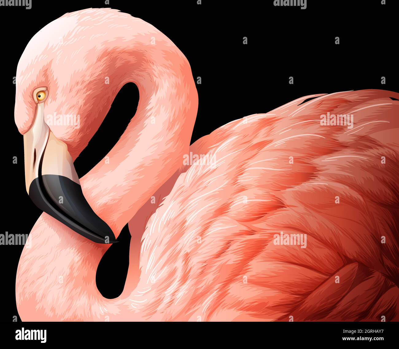 Flamingo feather close Stock Vector Images - Alamy