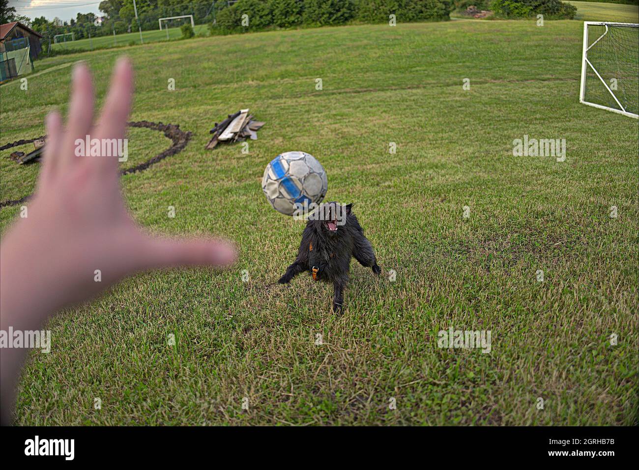 Dog agility human hi-res stock photography and images - Alamy