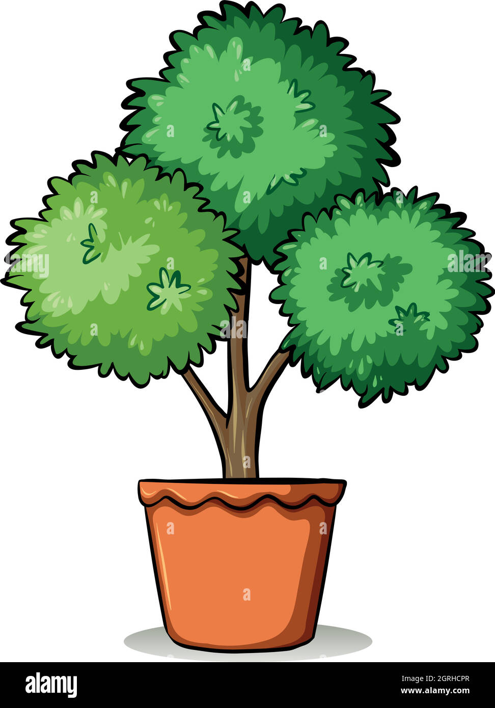 Evergreen tree, pot, white background Stock Vector Images - Alamy