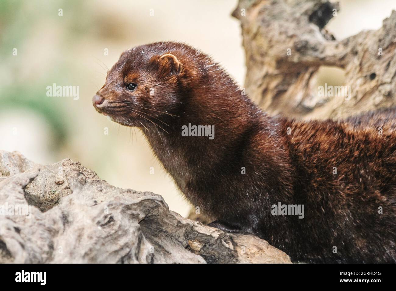 Mongoose head hi-res stock photography and images - Alamy