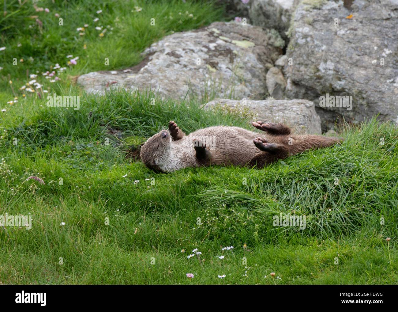 Otter (Lutra lutra), drying fur by rolling in the grass, Unst, Shetland ...