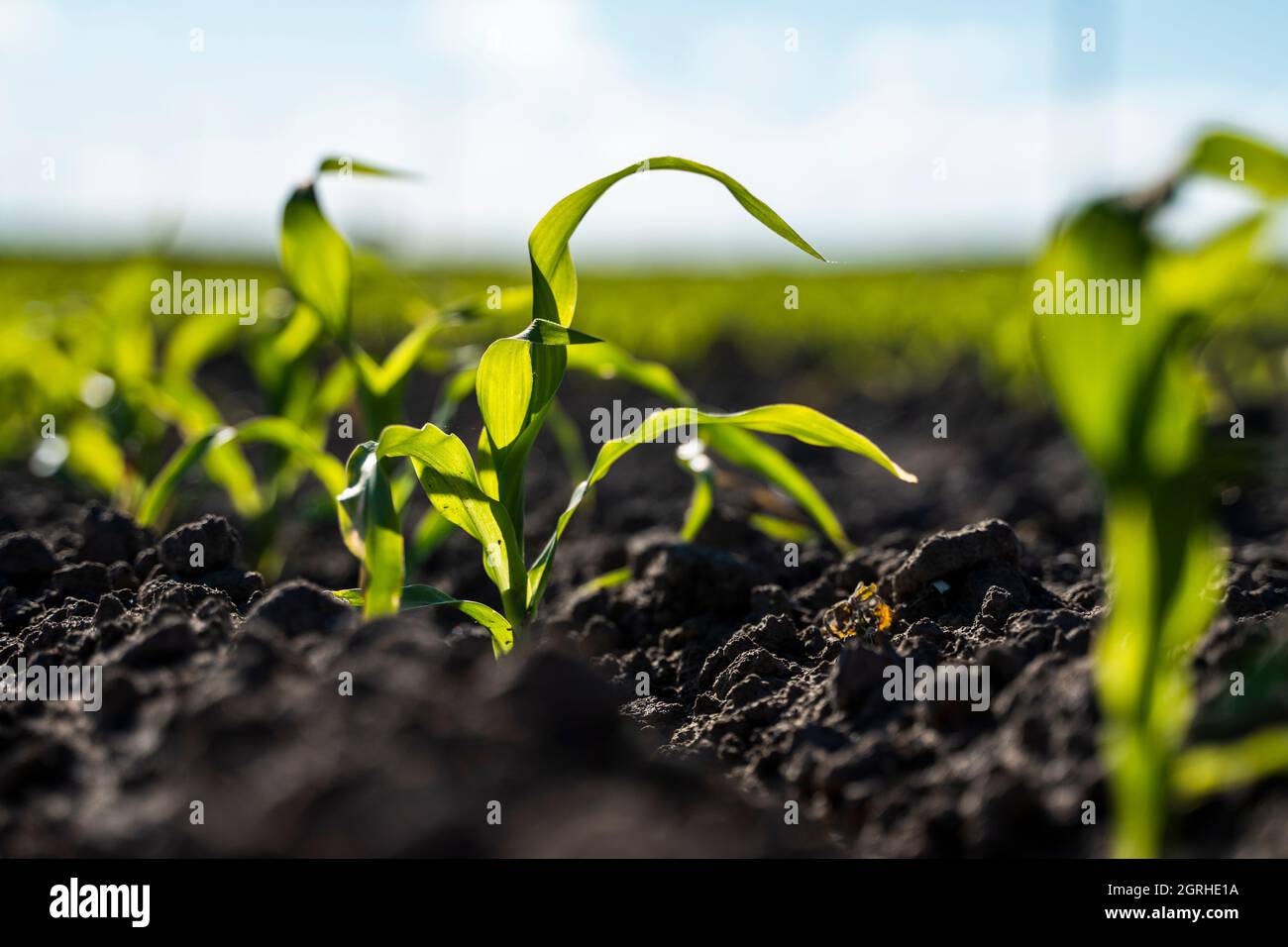 Close up seeding maize plant, Green young corn maize plants growing ...