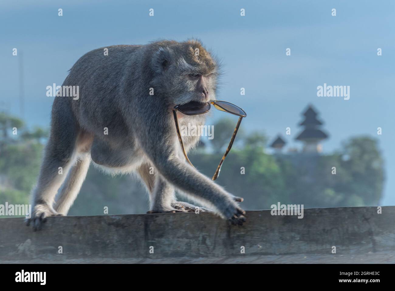 Thief glasses hi-res stock photography and images - Alamy